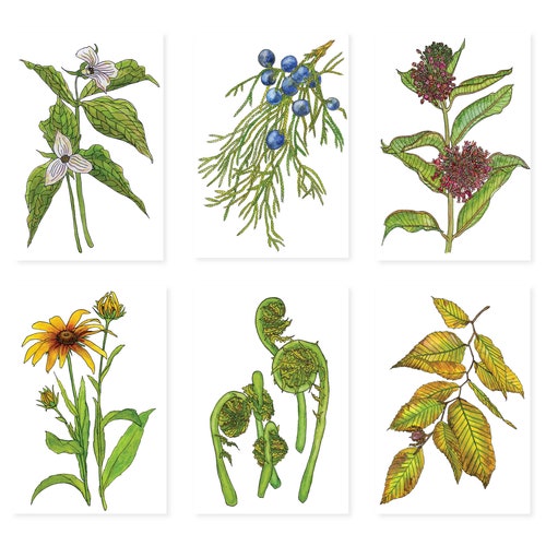Native Plants and Wildflowers Postcards Set of 10 Cards - Etsy