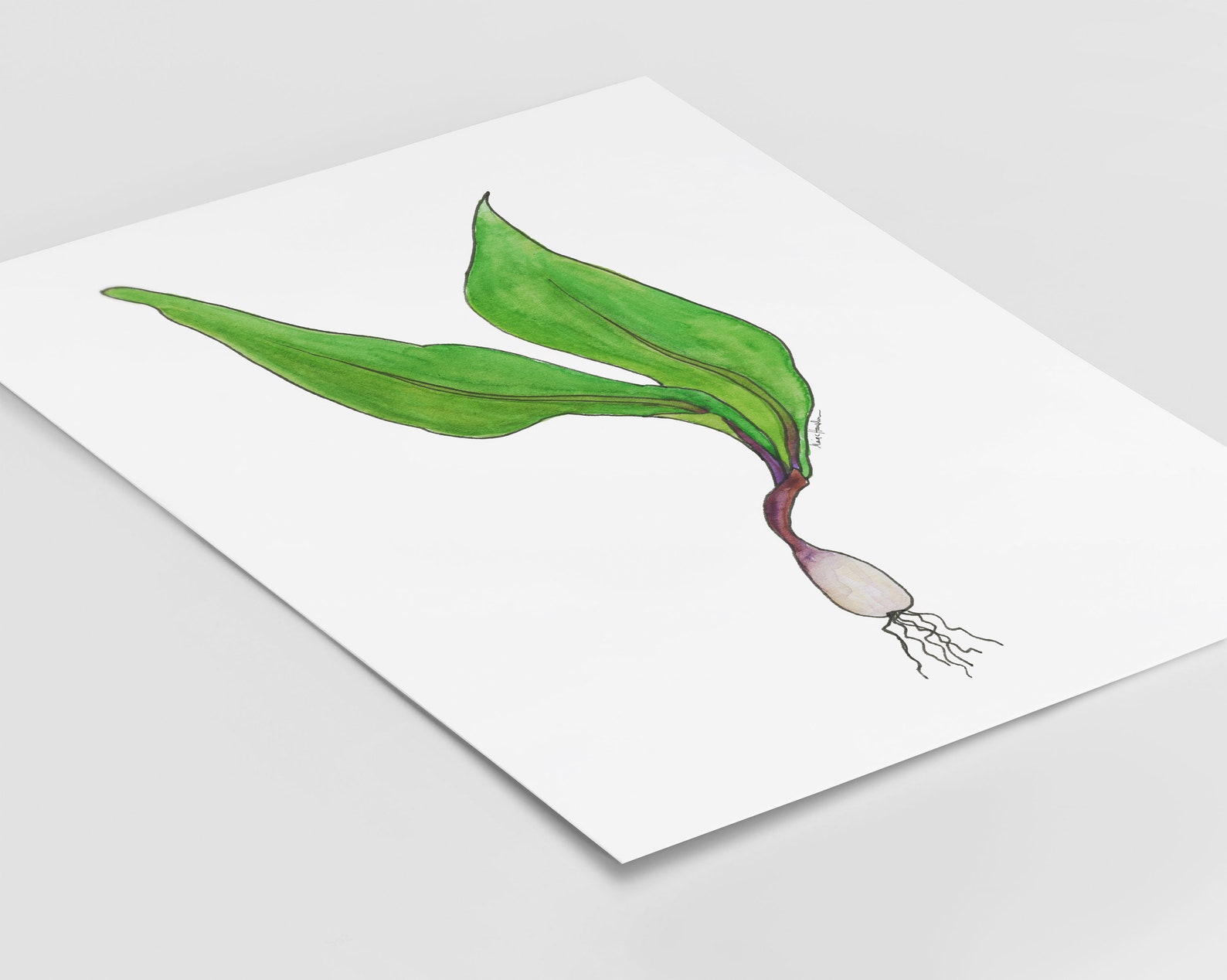 Ramp Wild Leek Spring Edible Native Plant 8x10 Archival Print - Etsy