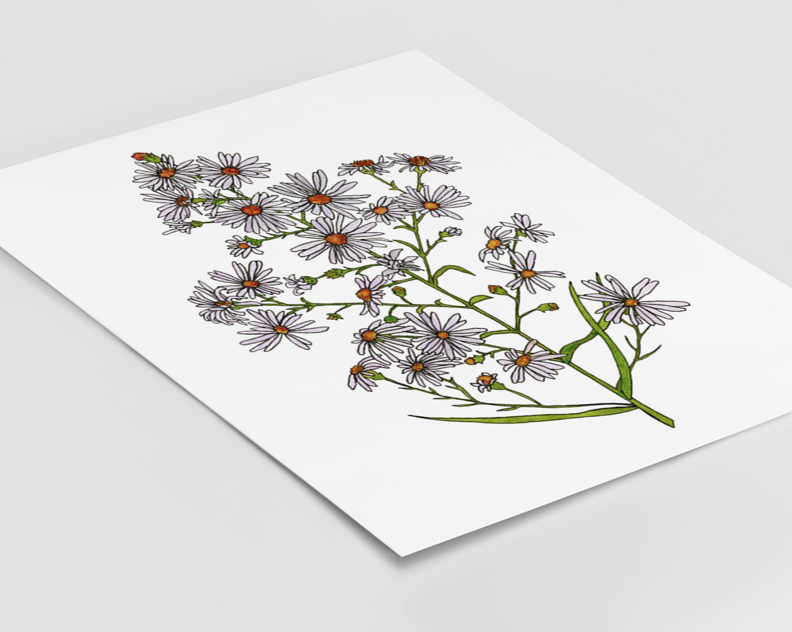 Frost Aster Wildflower Native Plant 8x10 Archival Print - Etsy