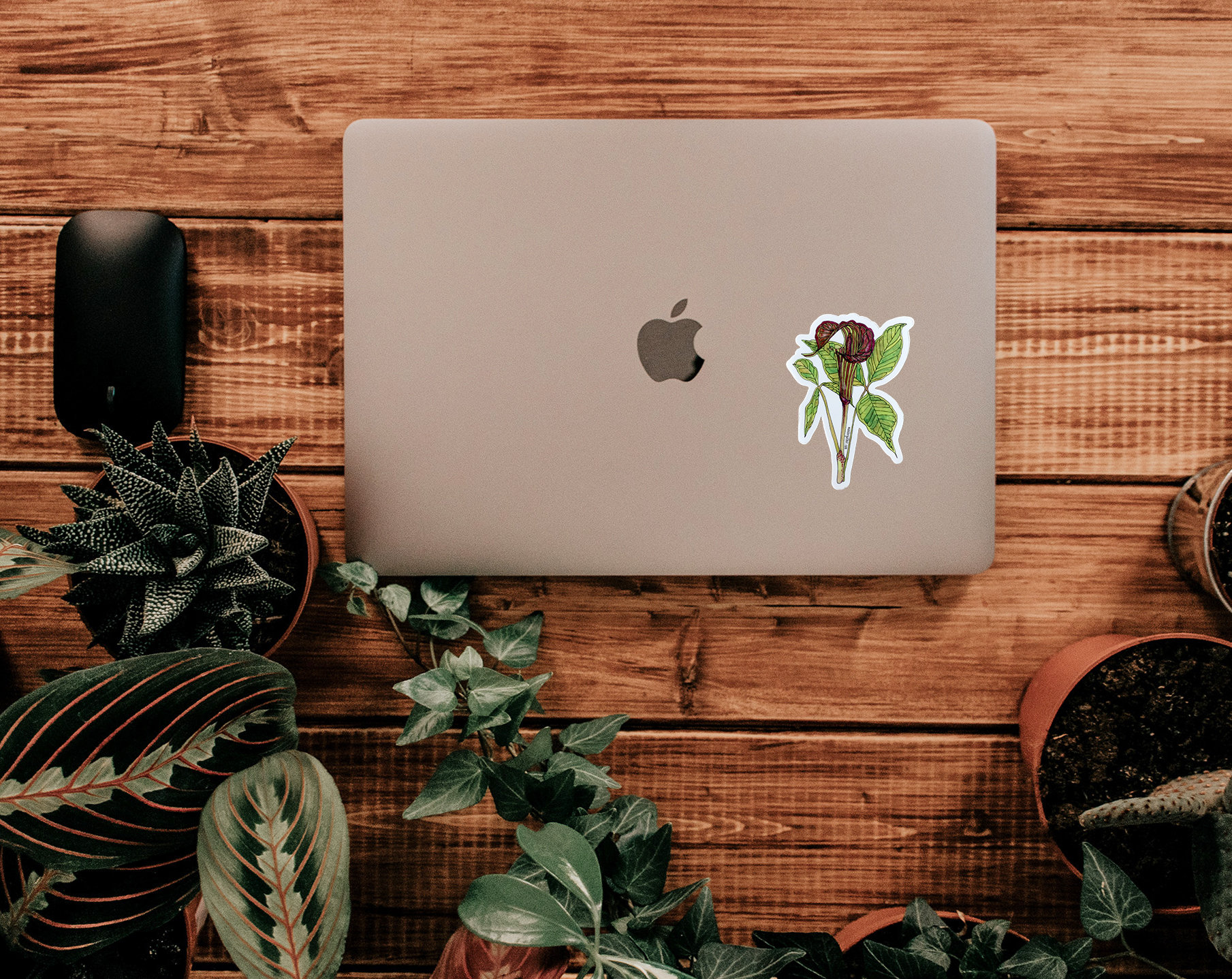 Jack in the Pulpit Wildflower Flower Plant Vinyl Sticker, Botanical ...