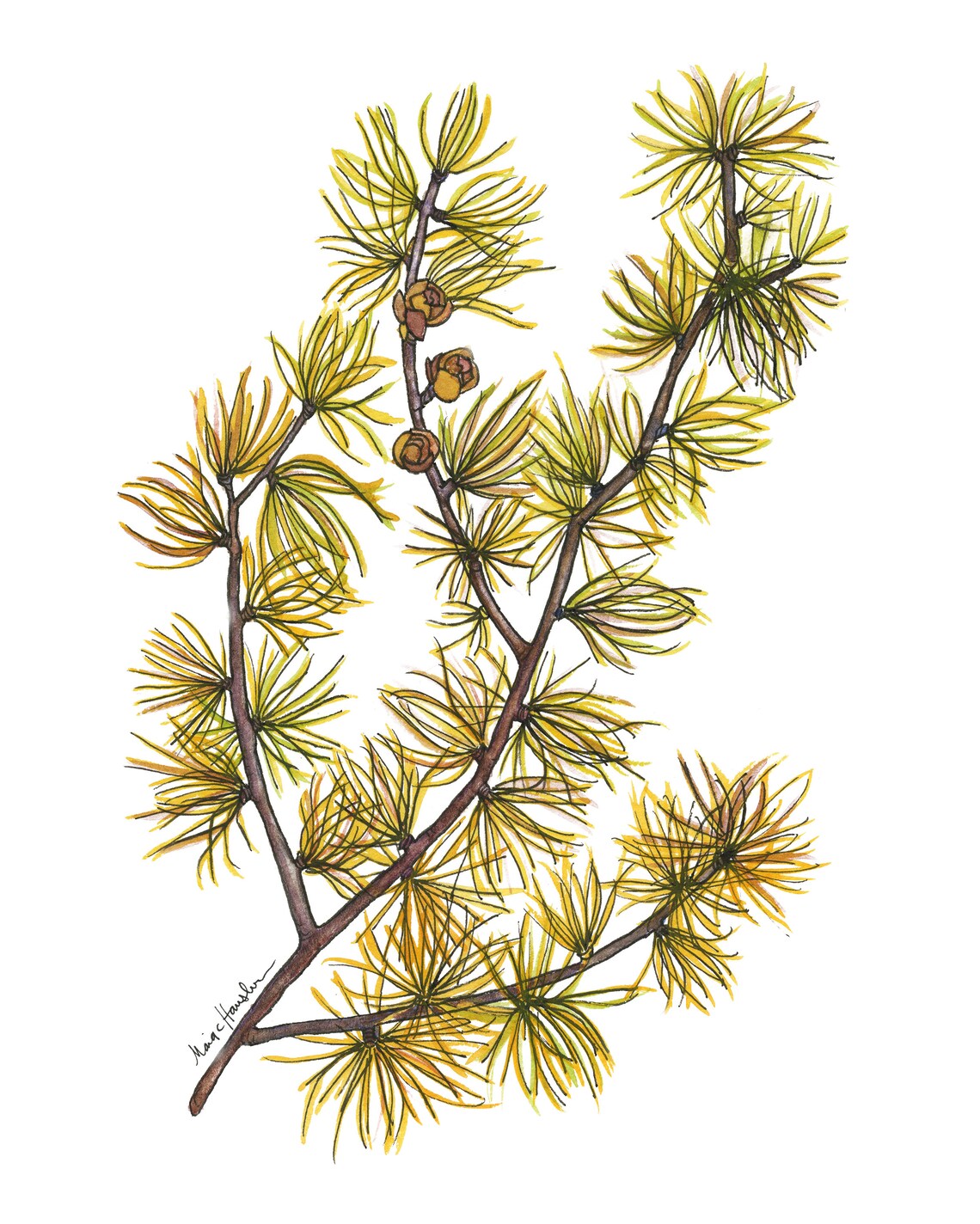 Tamarack Larch Tree Autumn Native Plant 8x10 Archival Print - Etsy