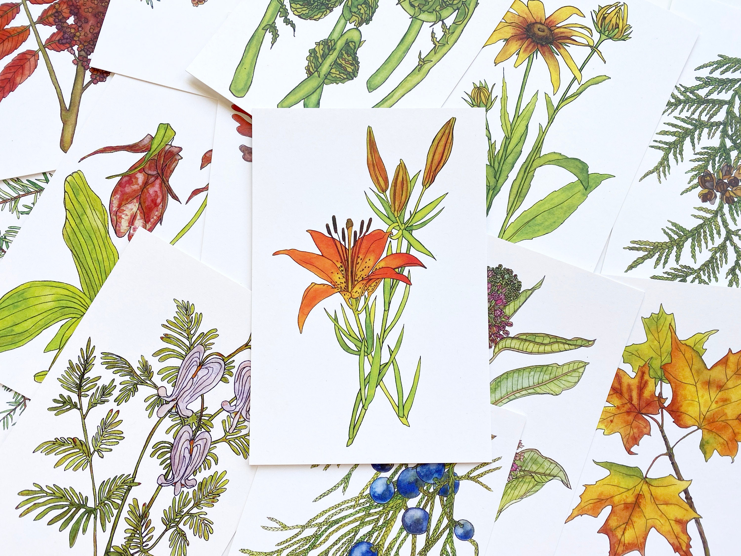 Native Plants and Wildflowers Postcards Set of 10 Cards | Etsy