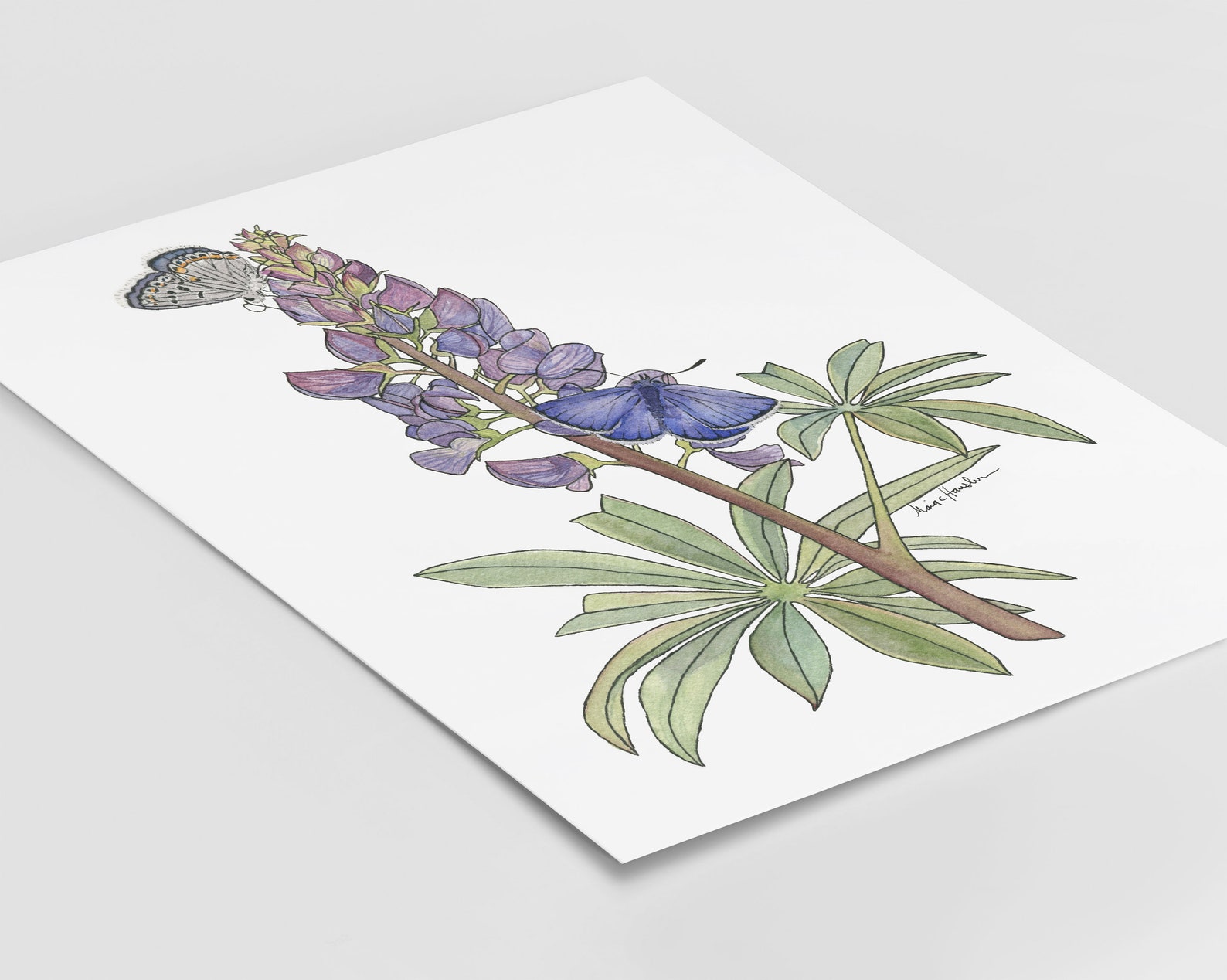 Lupine and Karner Blue Butterfly Wildflower Native Plant 8x10 - Etsy