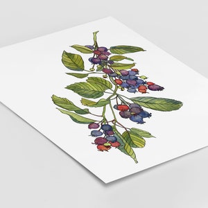 Saskatoon Serviceberry Fruit Branch 8x10 Archival Print - Etsy