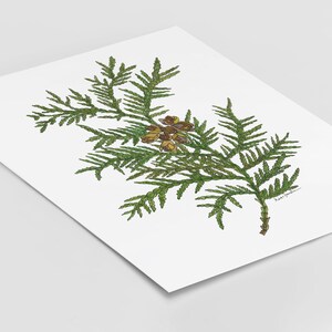 Eastern White Cedar Tree Winter Native Plant 8x10 Archival Print - Etsy