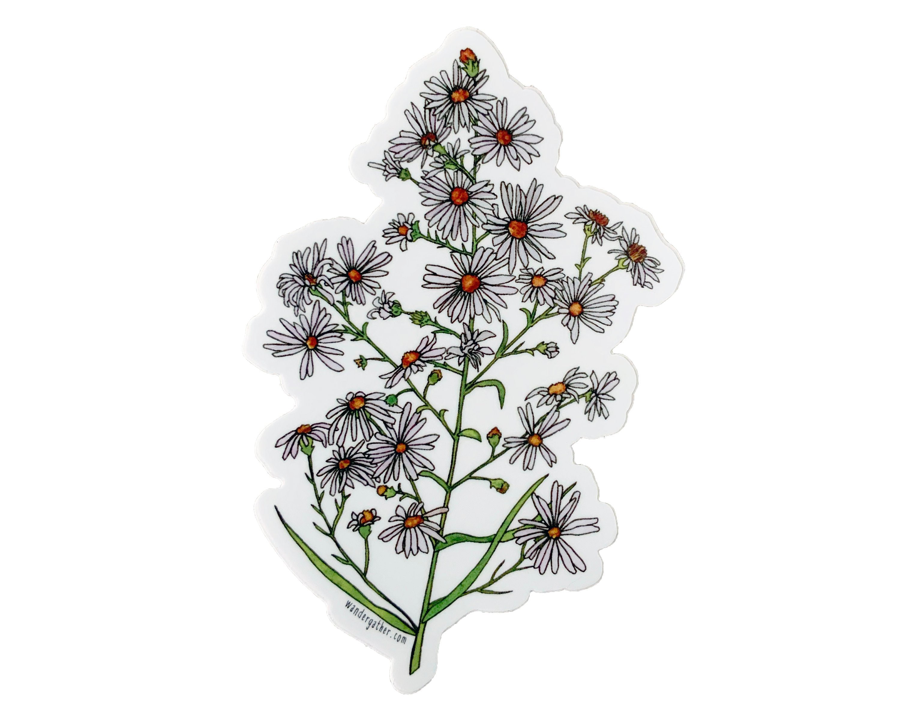 Aster Wildflower Flower Plant Vinyl Sticker Botanical | Etsy