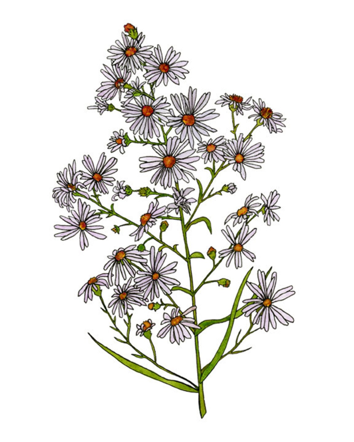 Frost Aster Wildflower Native Plant 8x10 Archival Print - Etsy