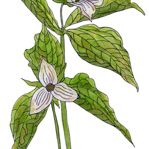 NEW: Trillium Wildflower Botanical Illustration Card, Native Plants ...