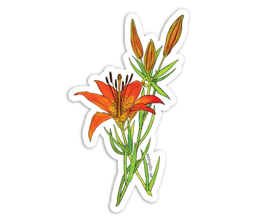 Wood Lily Wildflower Flower Plant Vinyl Sticker, Botanical Watercolor ...