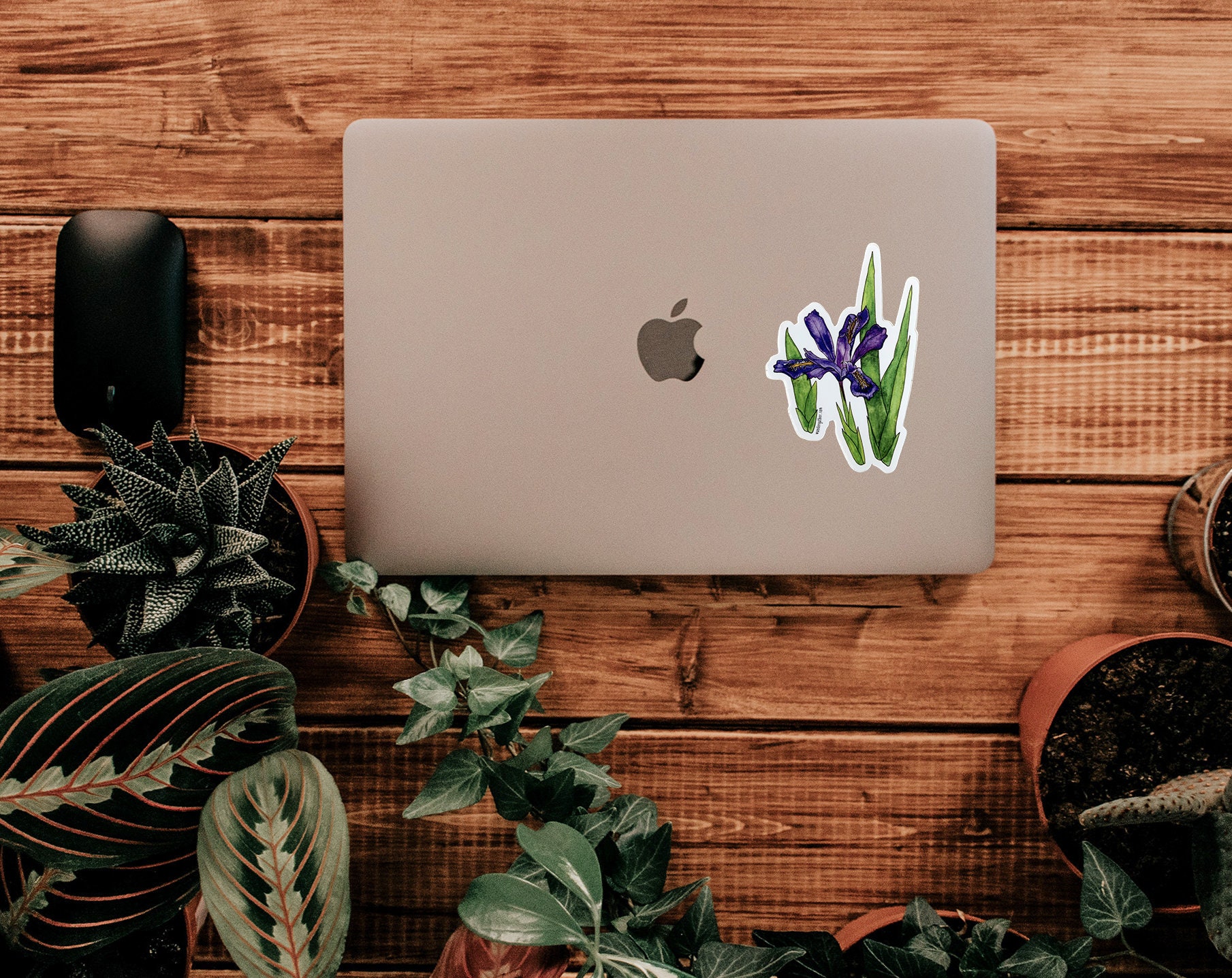 Dwarf Lake Iris Wildflower Flower Plant Vinyl Sticker - Etsy