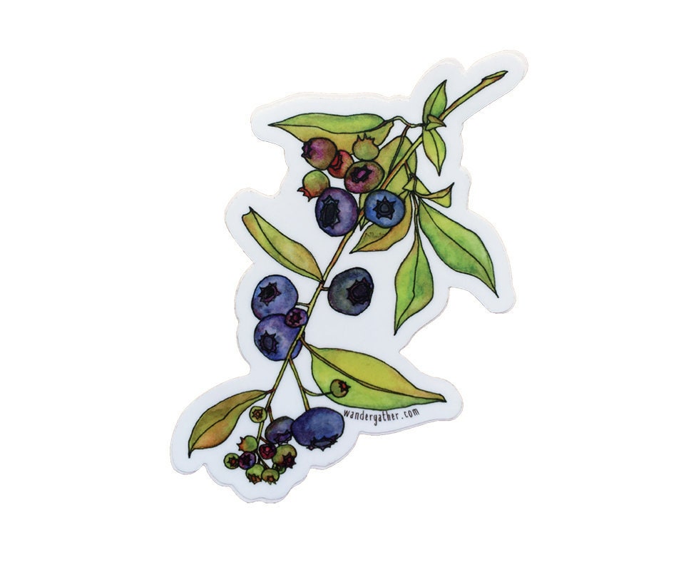 Blueberry Fruit Berry Vinyl Sticker Cute Watercolor Botanical | Etsy