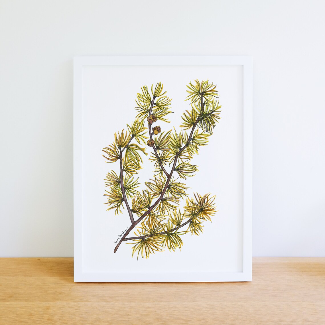 Tamarack Larch Tree Autumn Native Plant 8x10 Archival Print - Etsy