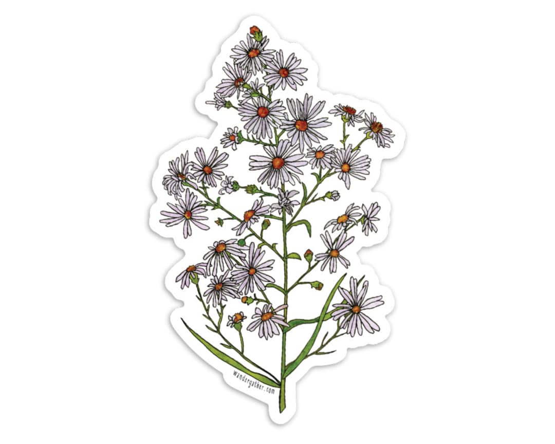 Aster Wildflower Flower Plant Vinyl Sticker, Botanical Watercolor ...