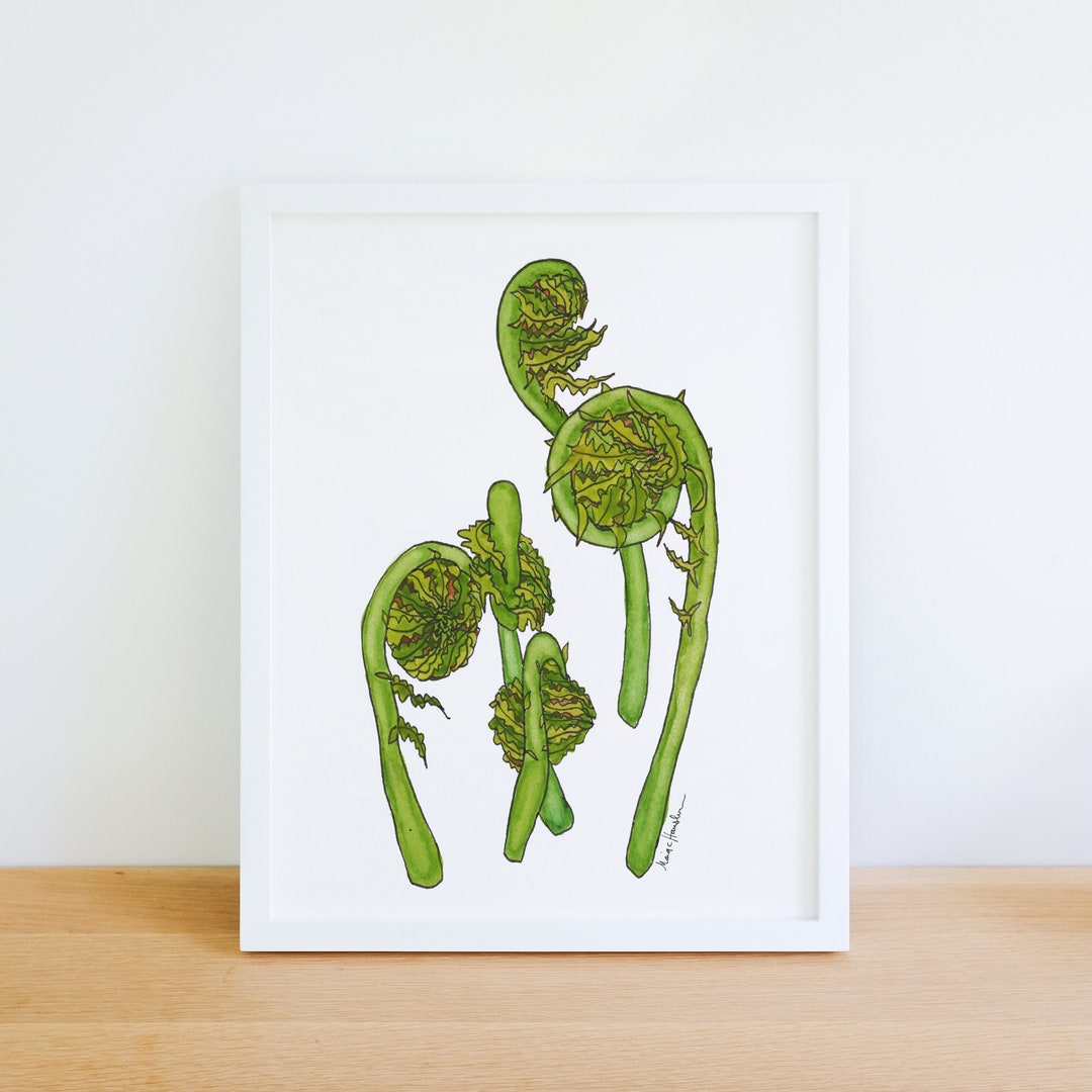 Fiddlehead Fern Spring Edible Native Plant 8x10 Archival Print - Etsy