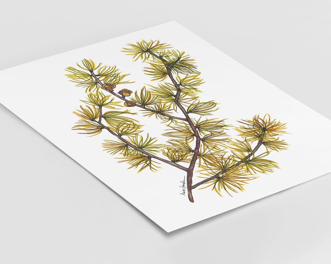 Tamarack Larch Tree Autumn Native Plant 8x10 Archival Print - Etsy