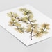 Tamarack Larch Tree Autumn Native Plant 8x10 Archival Print - Etsy