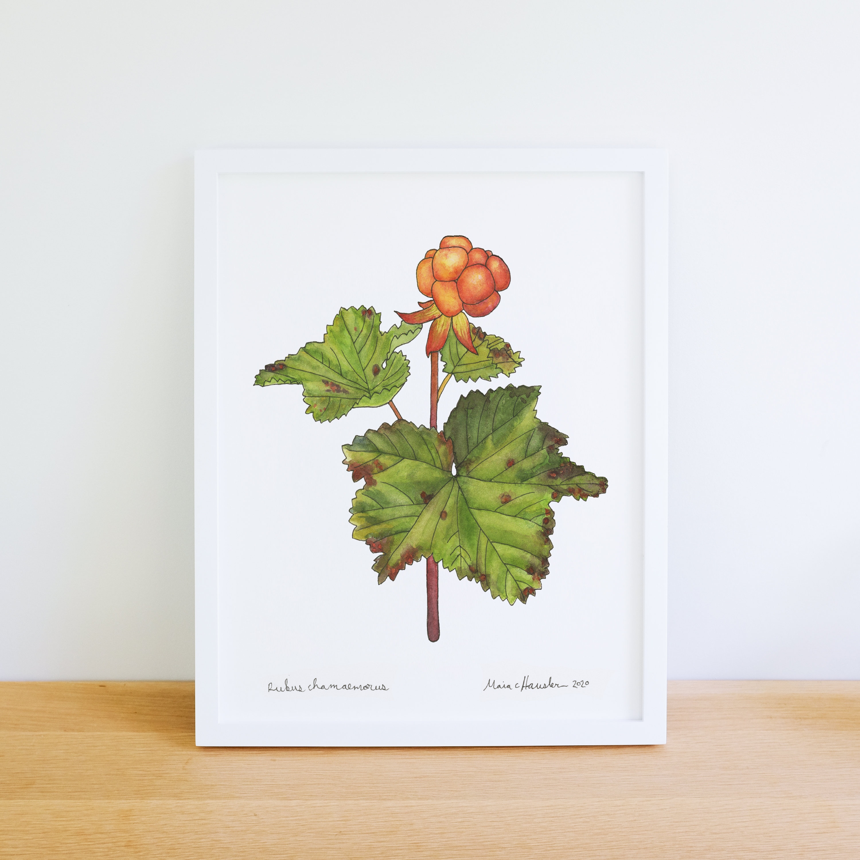 Cloudberry Drawing
