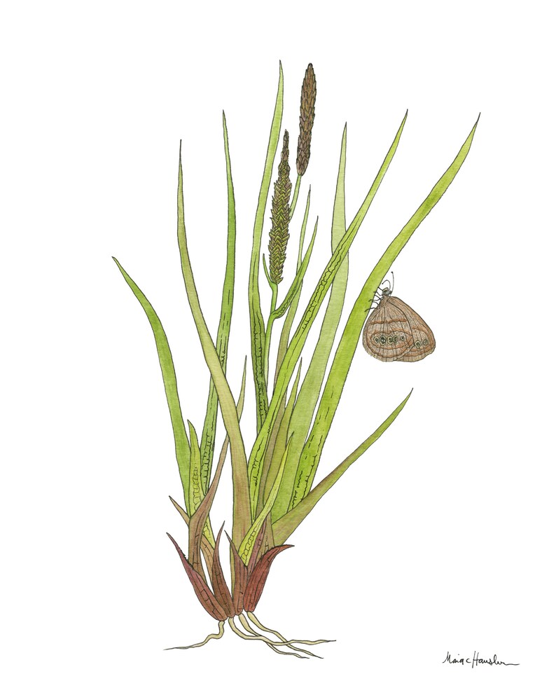 Tussock Sedge and Mitchell's Satyr Butterfly Wildflower - Etsy