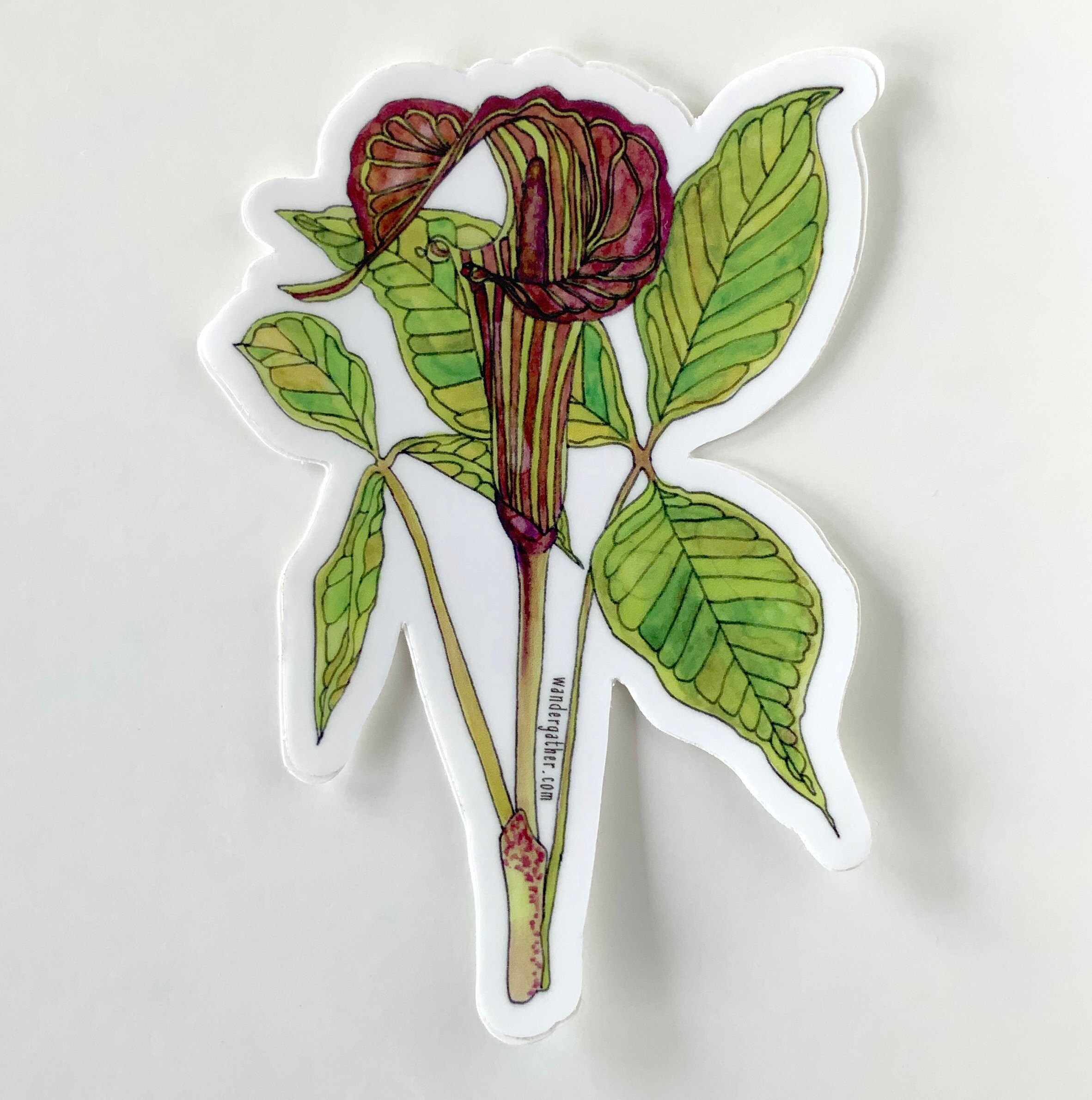 Jack in the Pulpit Wildflower Flower Plant Vinyl Sticker, Botanical ...