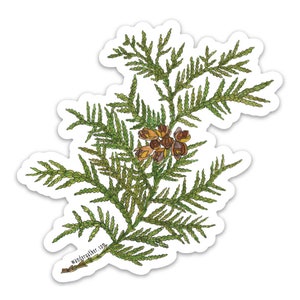 Cedar Evergreen Vinyl Sticker, Watercolor Botanical Illustration - Etsy