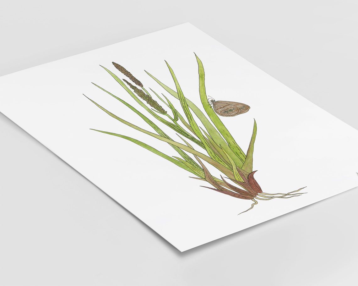 Tussock Sedge and Mitchell's Satyr Butterfly Wildflower | Etsy