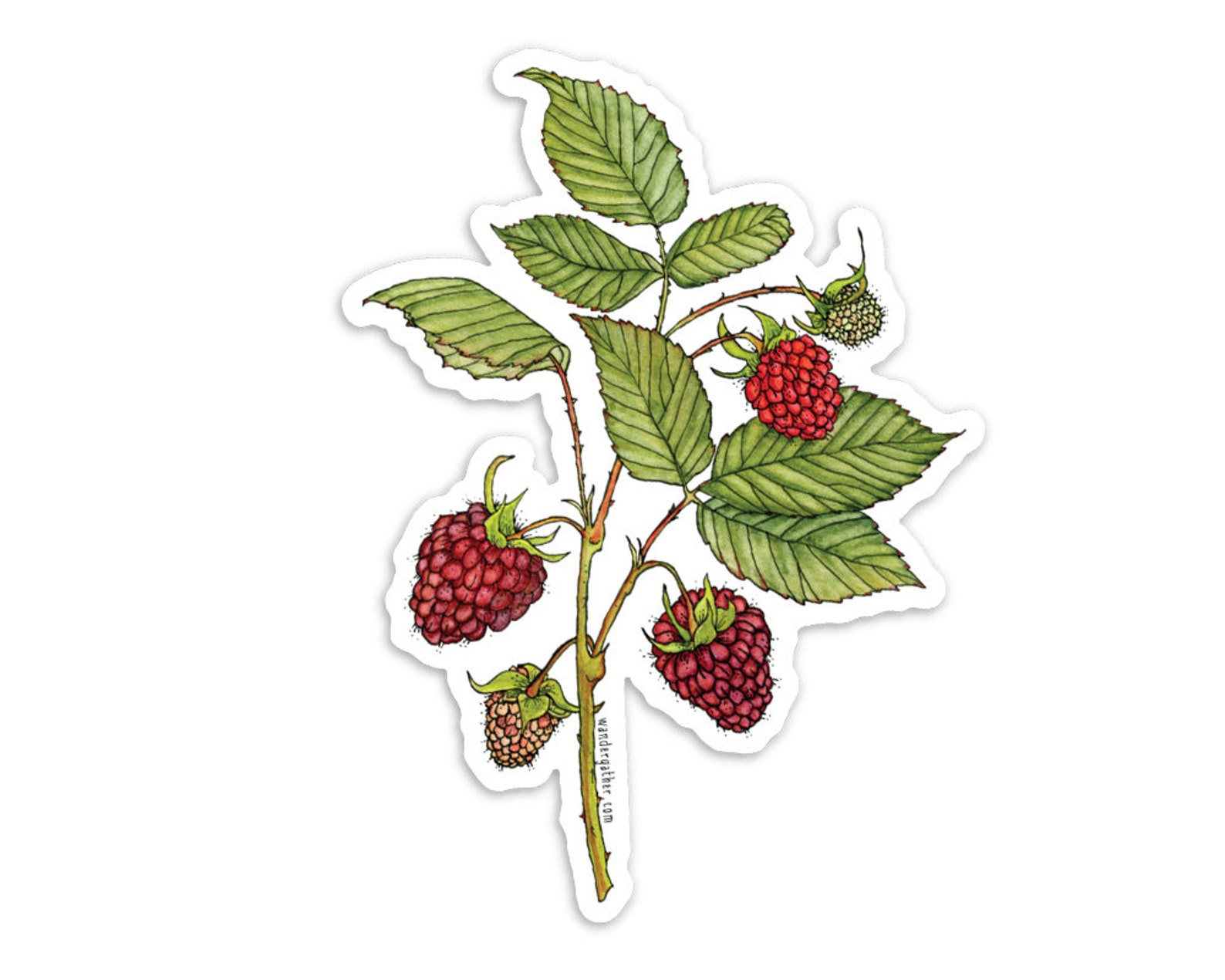 Raspberry Fruit Berry Vinyl Sticker Cute Watercolor Botanical - Etsy