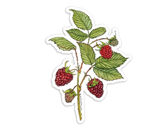 Raspberry Fruit Berry Vinyl Sticker Cute Watercolor Botanical | Etsy