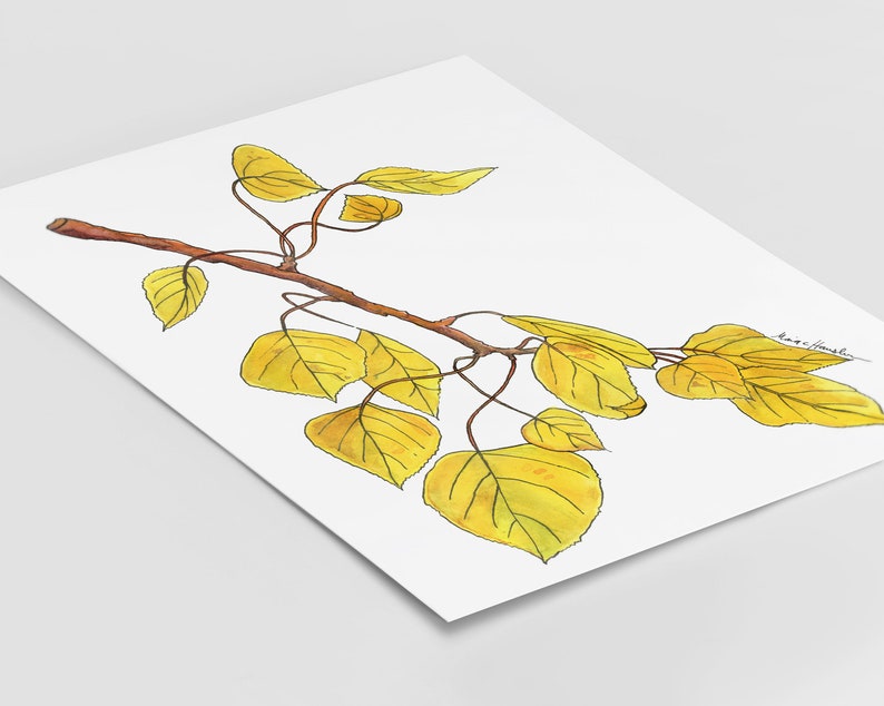 Quaking Aspen Tree Autumn Native Plant Branch 8x10 Archival - Etsy