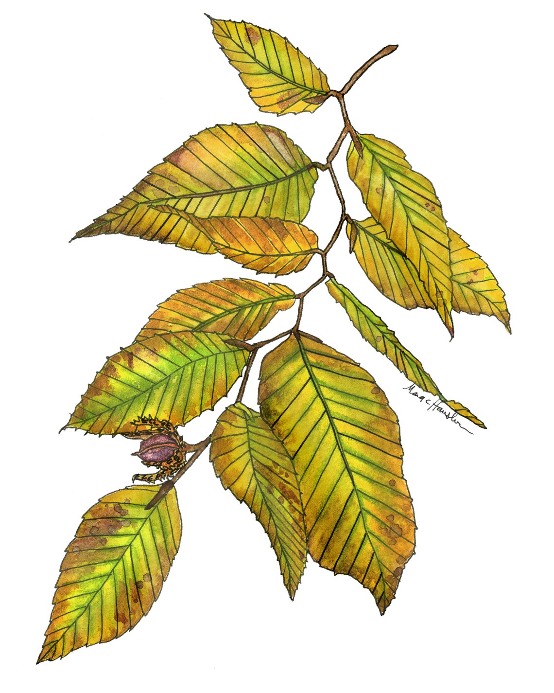 American Beech Tree Autumn Native Plant 8x10 Archival Print | Etsy