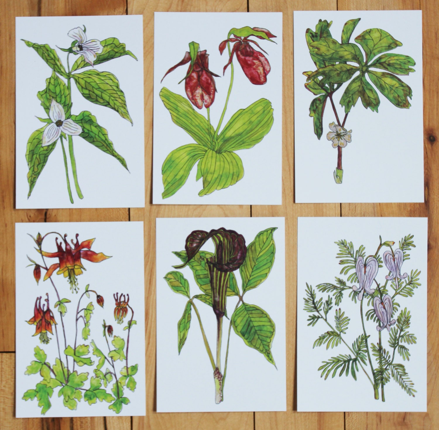 Native Plants and Wildflowers Postcards Set of 10 Cards | Etsy