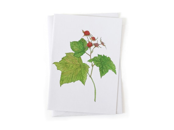 Rubus Parviflorus Winter