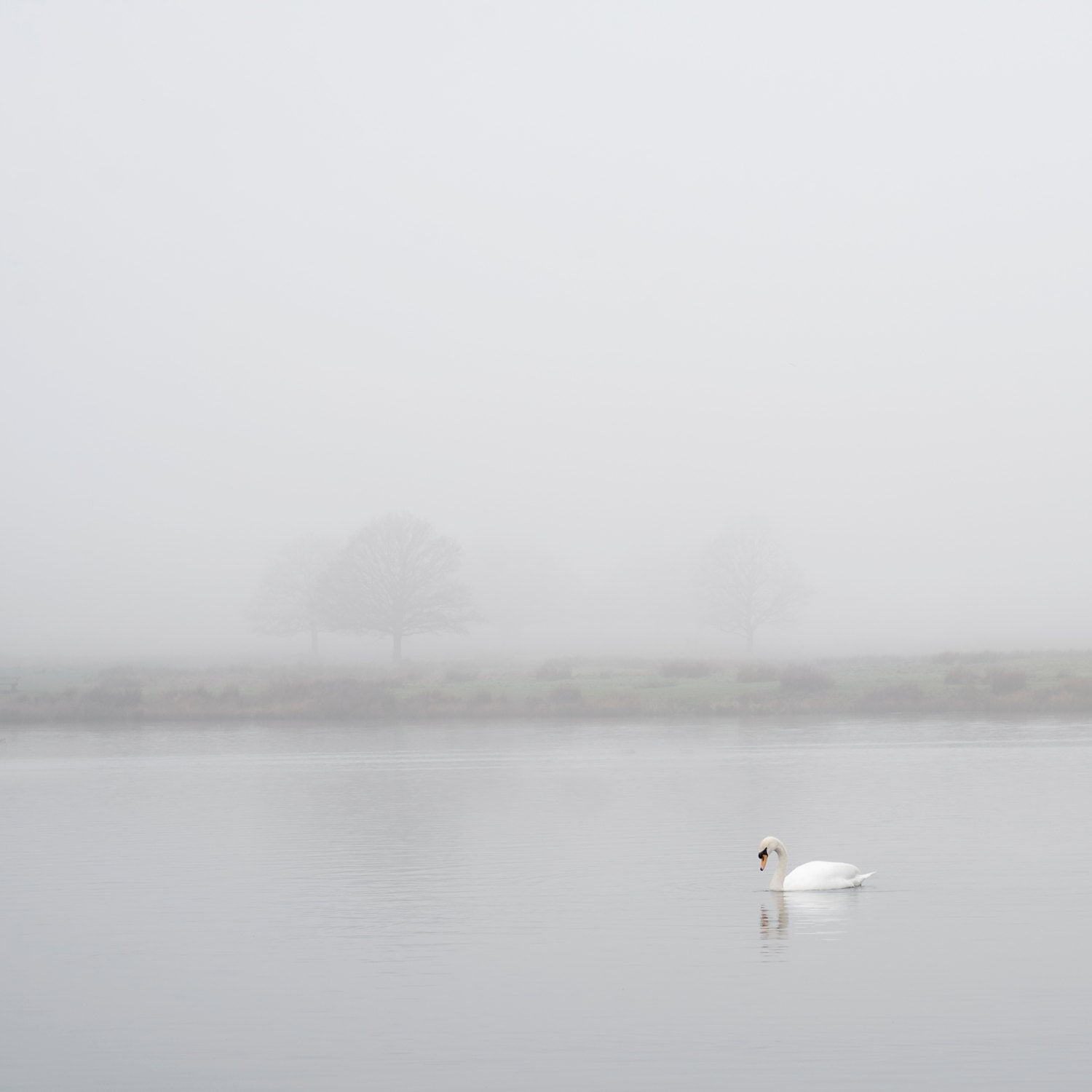 Landscape Photography - Swan, Fog, Foggy, Minimalist, White, Nature ...