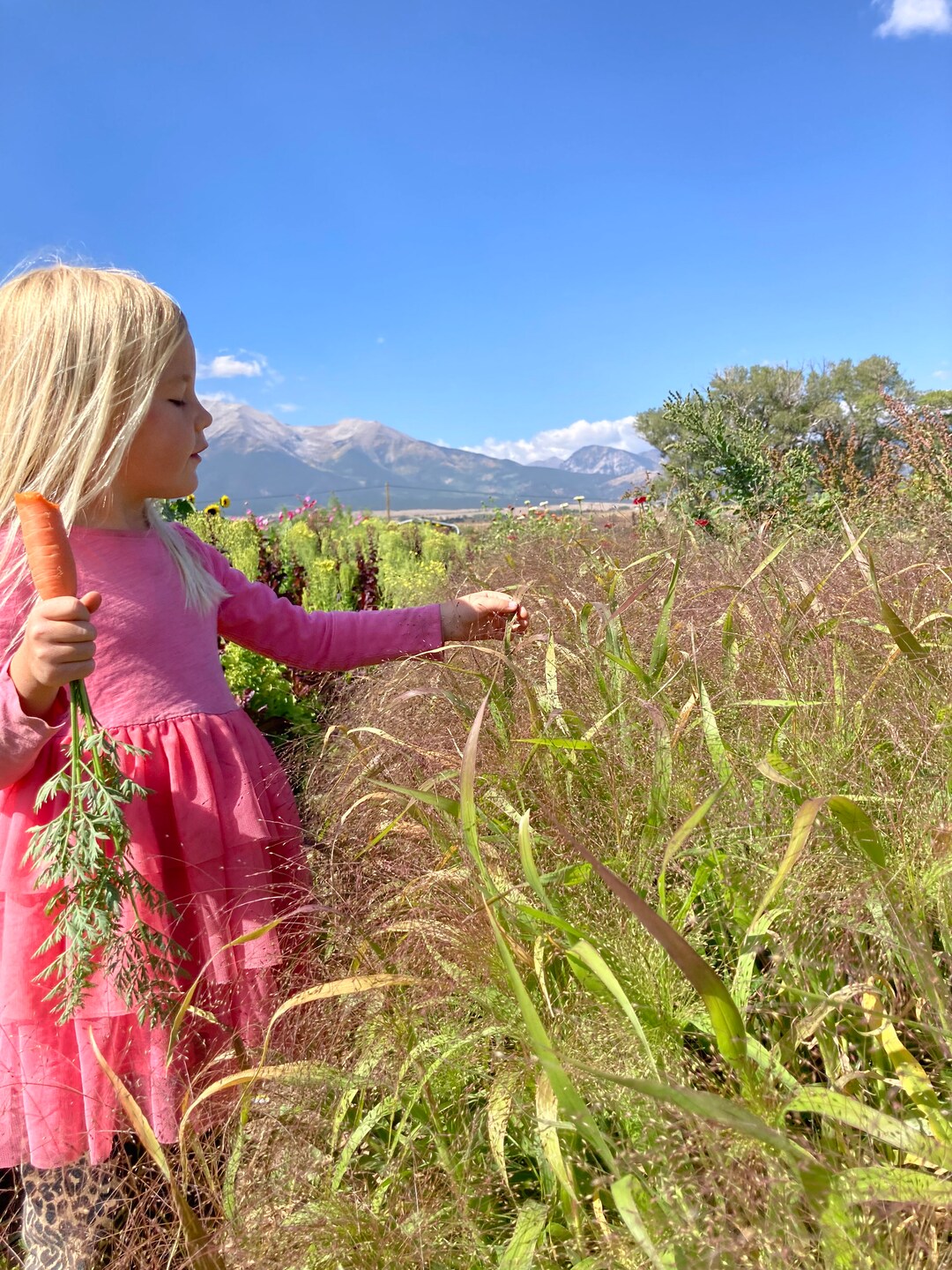 Frosted Explosion Grass Seed - Etsy