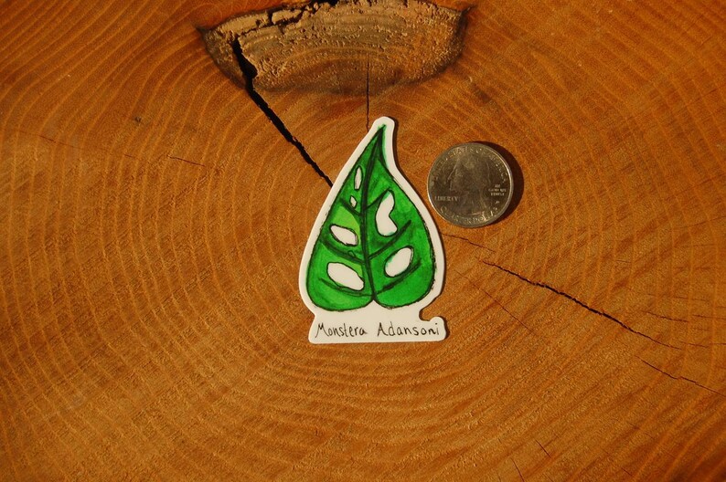 Monstera Adansoni Sticker - Etsy