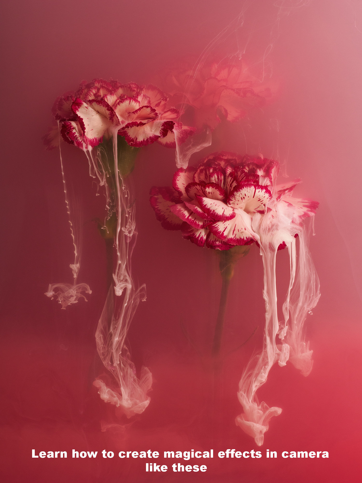 Submerged Underwater Flower Photography Tutorial in English Only - Etsy UK