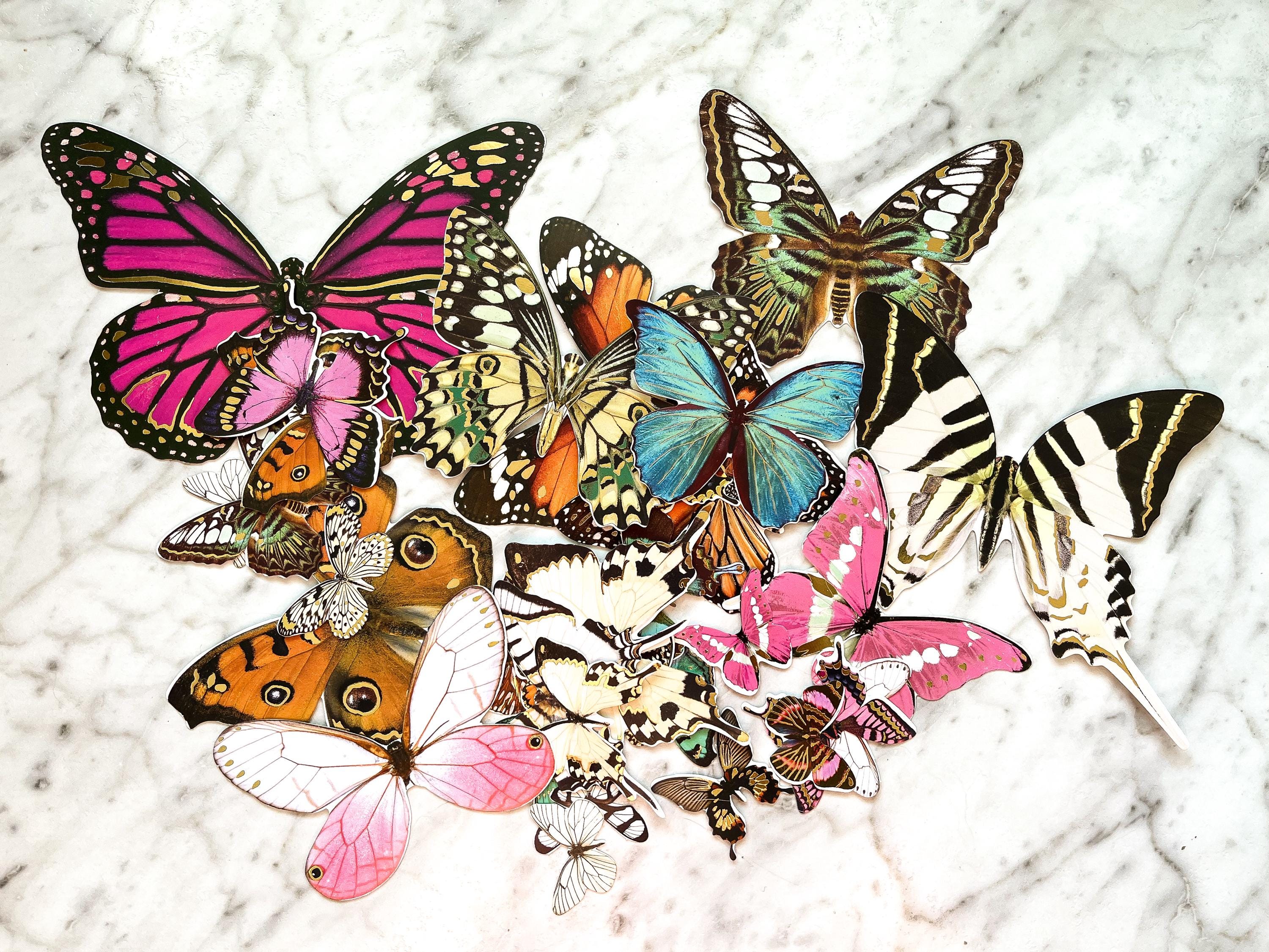 Multi Coloured Butterfly Die Cut Embellishment Monarch Paper Crafts ...