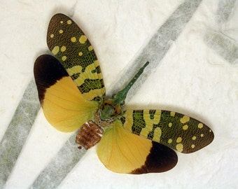Framed Lanternfly Insect Display Pyrops pyrorhyncha | Etsy