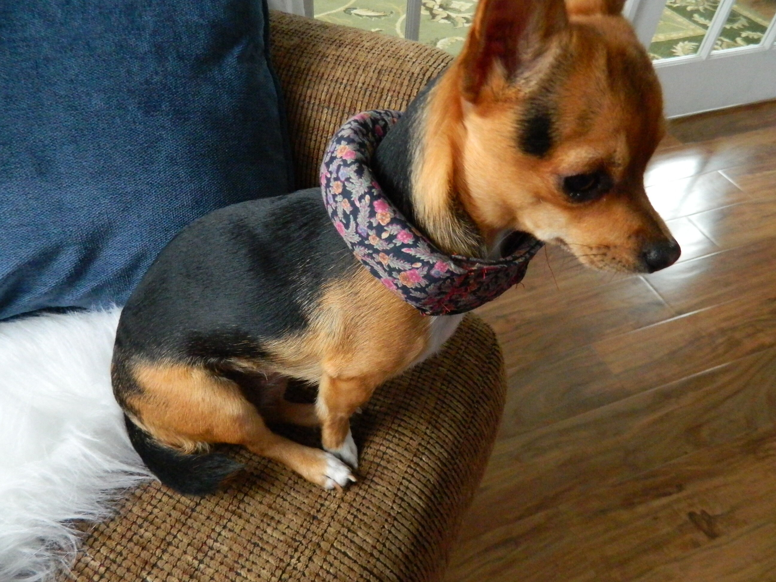 FOAM FENCE BUMPER Harness Extension for Small Dogs and Puppies - Etsy