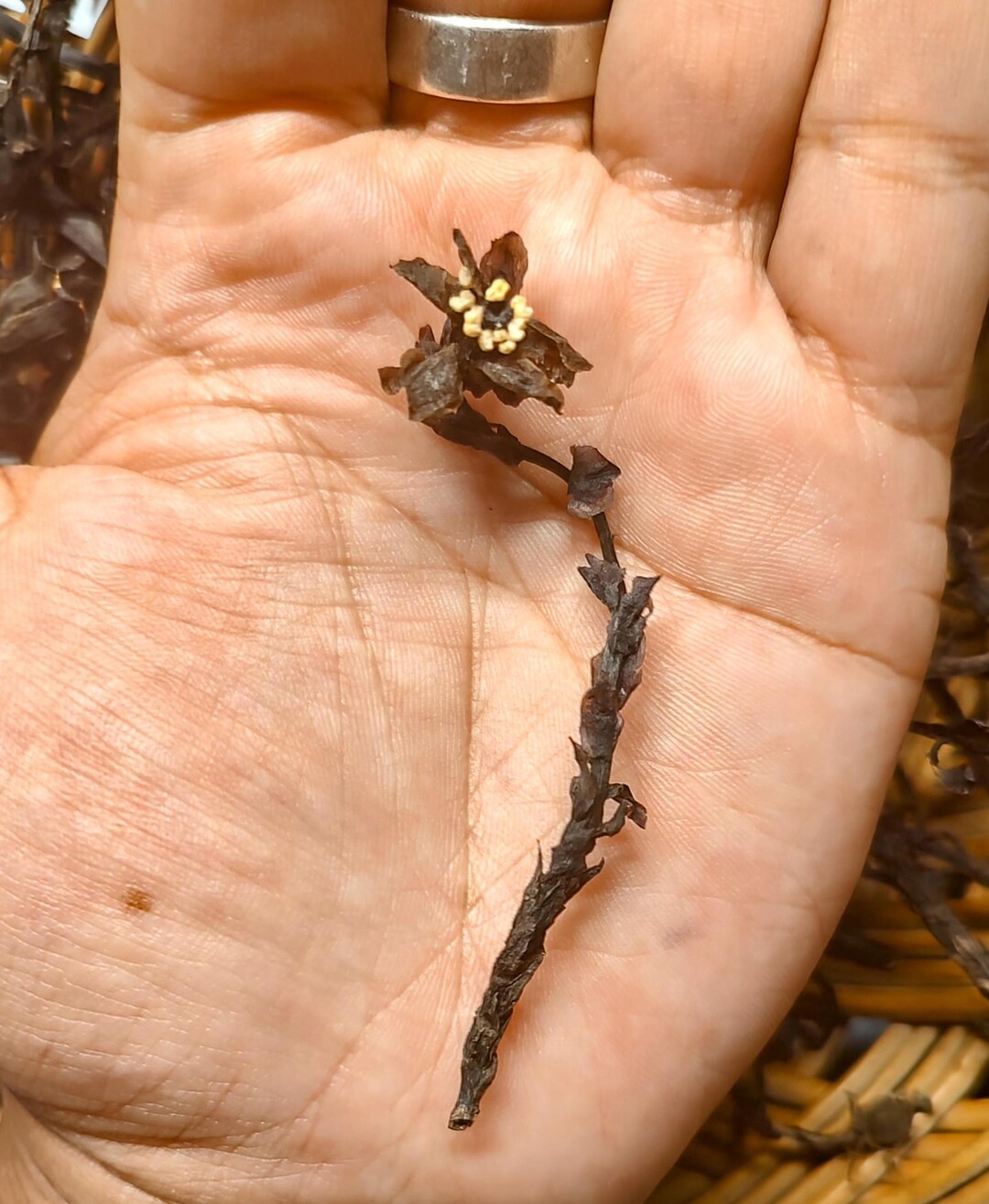 Dried Ghost Pipe, Indian Pipe, Monotropa Uniflora - Etsy