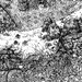 What Was Lost Pen Ink Illustration PRINT, Various Sizes. Abandoned ...