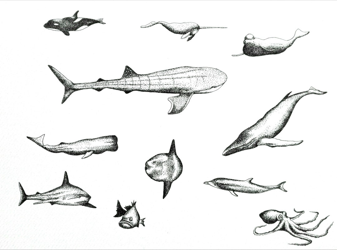 Original Marine Illustration - Ink Drawing of Marine Animals - Etsy