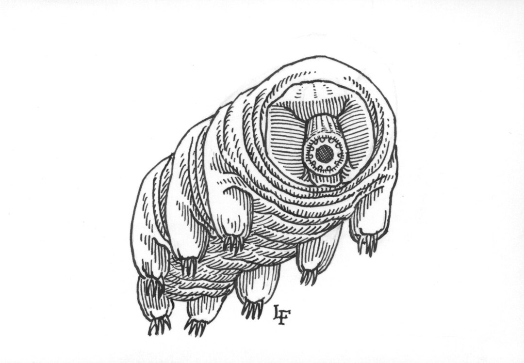 Tardigrade (original Ink Dip Pen Drawing) - Etsy