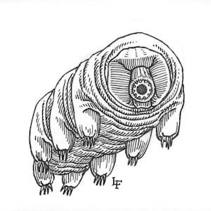 Tardigrade (original Ink Dip Pen Drawing) - Etsy