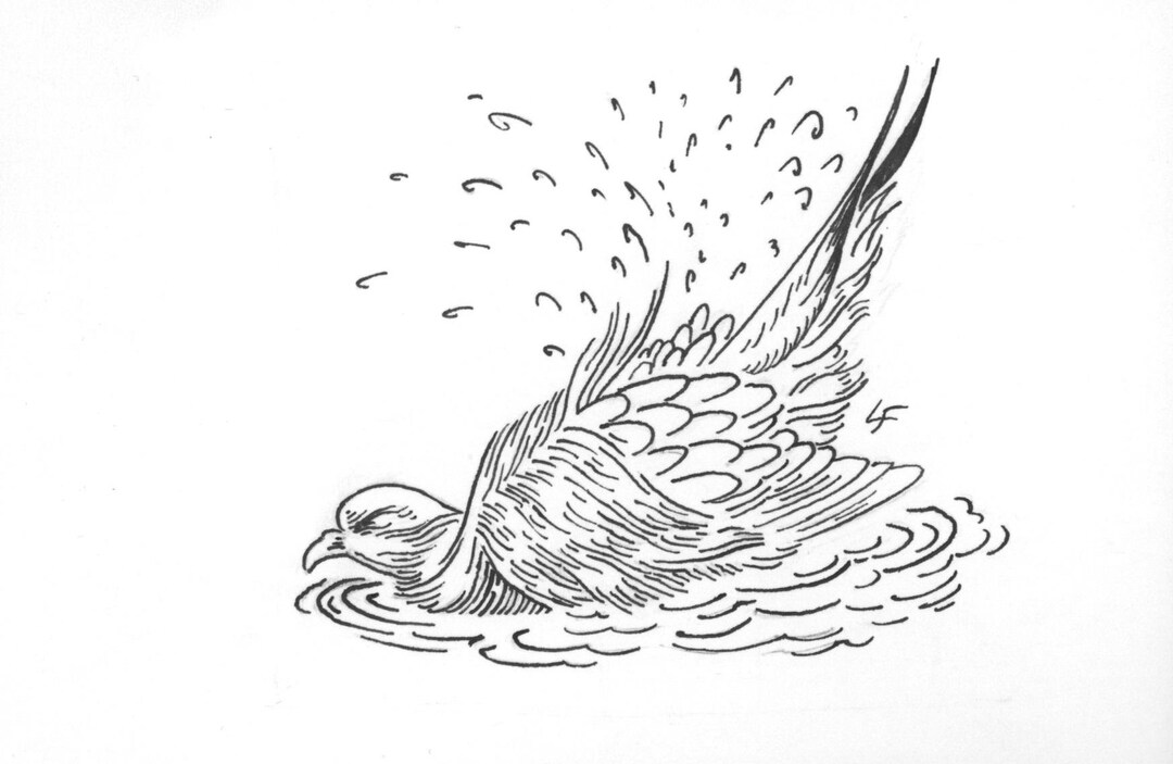 Pigeon Bathing (original Ink Dip Pen Drawing) - Etsy
