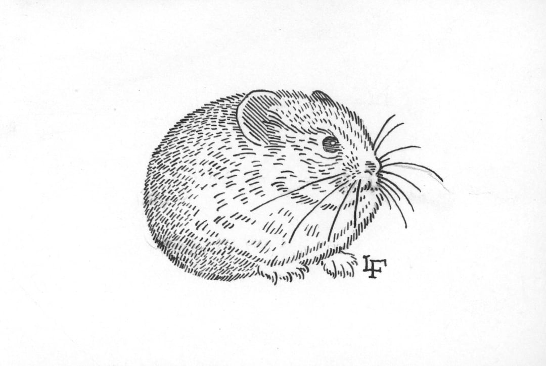 Pika (original Ink Dip Pen Drawing) - Etsy