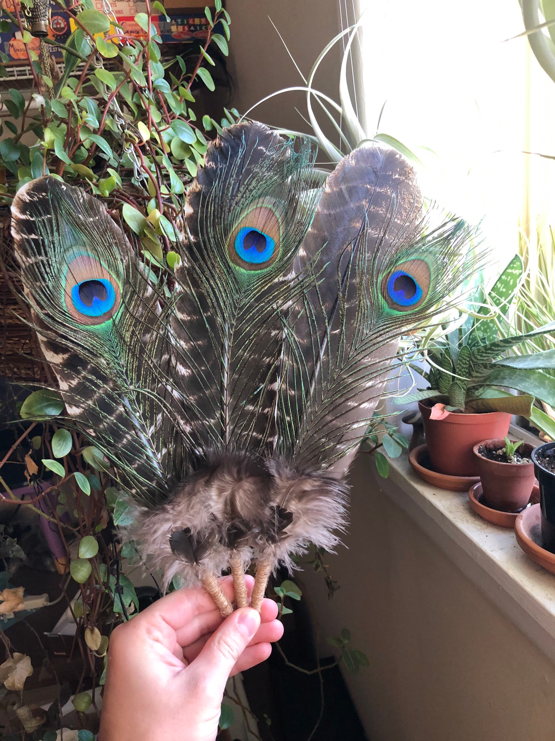 Peacock Feather Turkey Wing and Down Smoke Clearing Wands - Etsy