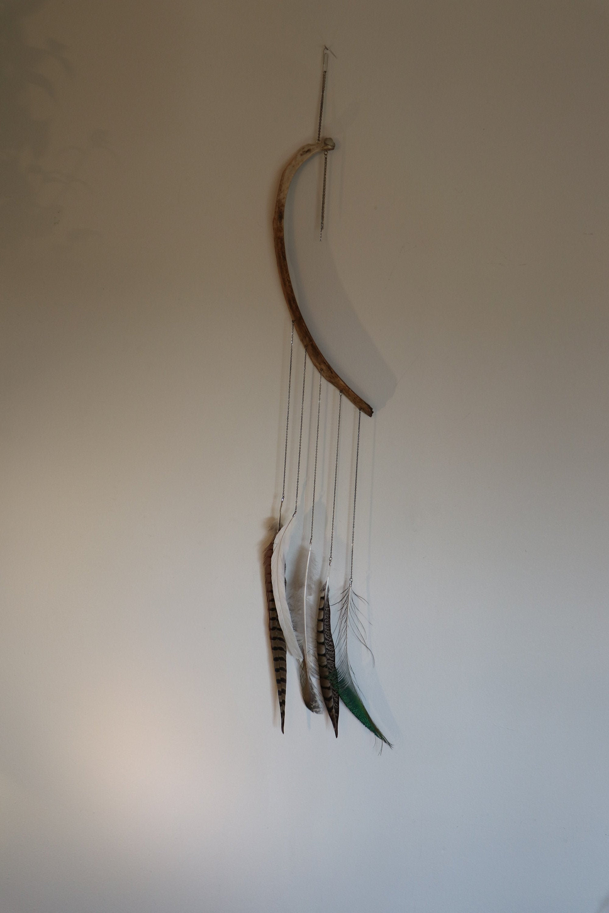 Rib Bone Wall Decor Peacock Feather Collection Boho Natural Rustic ...