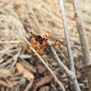 Fresh Cut Witch Hazel Stick and Leaf Bundle - Medicinal, Ritual ...