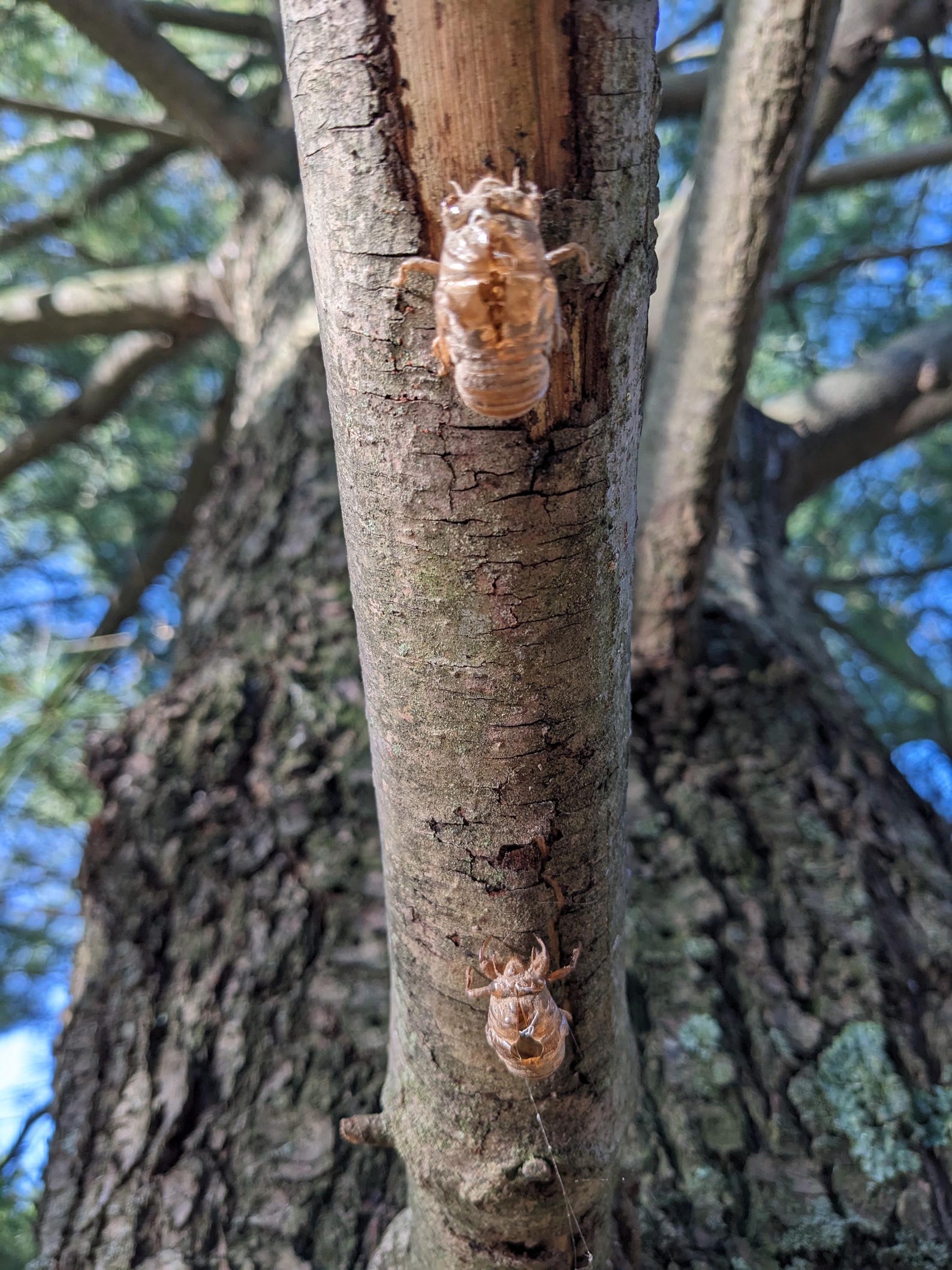 Real Cicada Shell Exuvia Midwest Insect Exoskeleton Crafting, Primitive ...