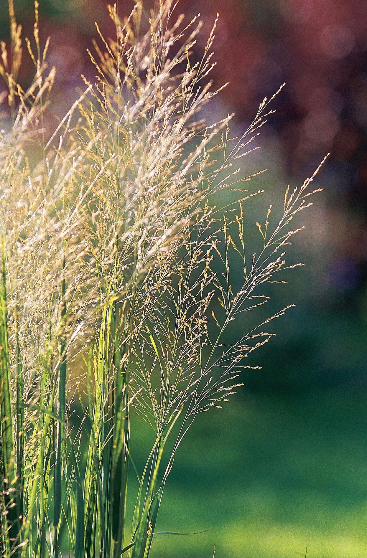 Midwest Native Wildflower Seeds - Switchgrass - Panicum Virgatum - Etsy